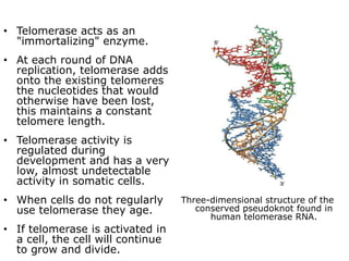 Altering The Genetic Clock With Telomeres and Telomerase - The Key To ...