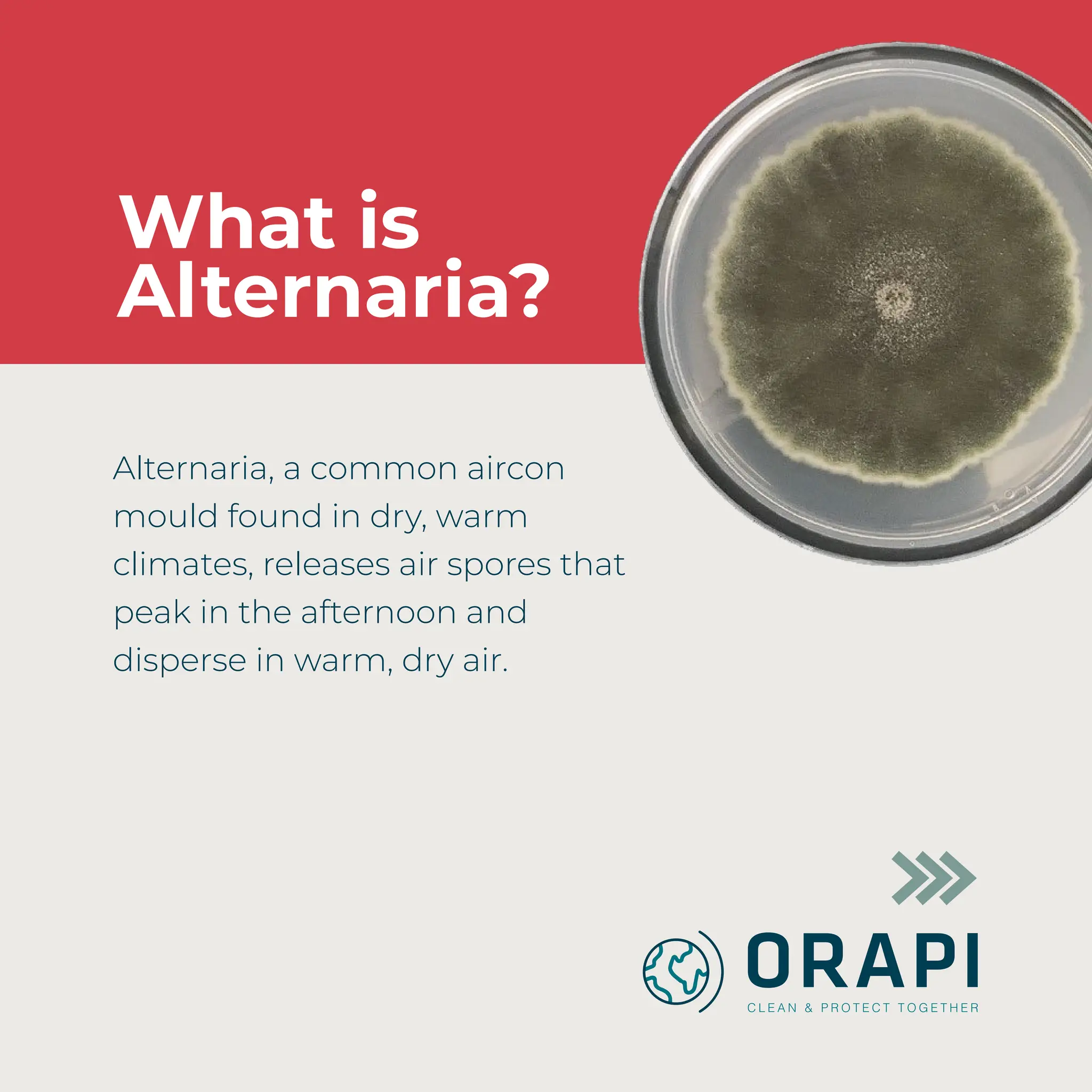 What is Alternaria and How Can You Prevent It? | PDF