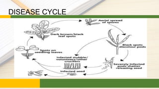 Alternaria Blight of mustard | PPTX