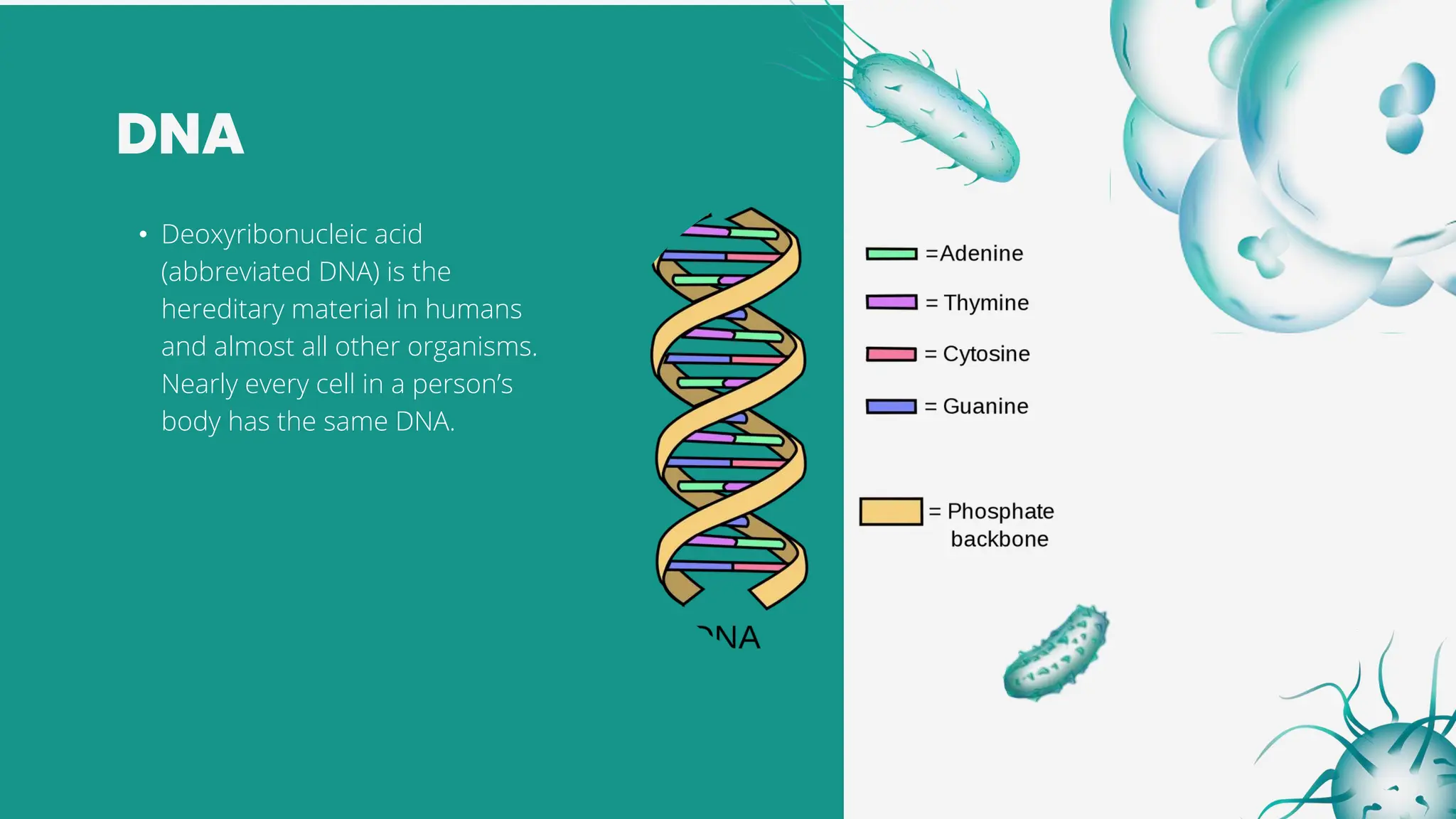 ALTERNATIVE-FORMS-OF-DNA.pptx