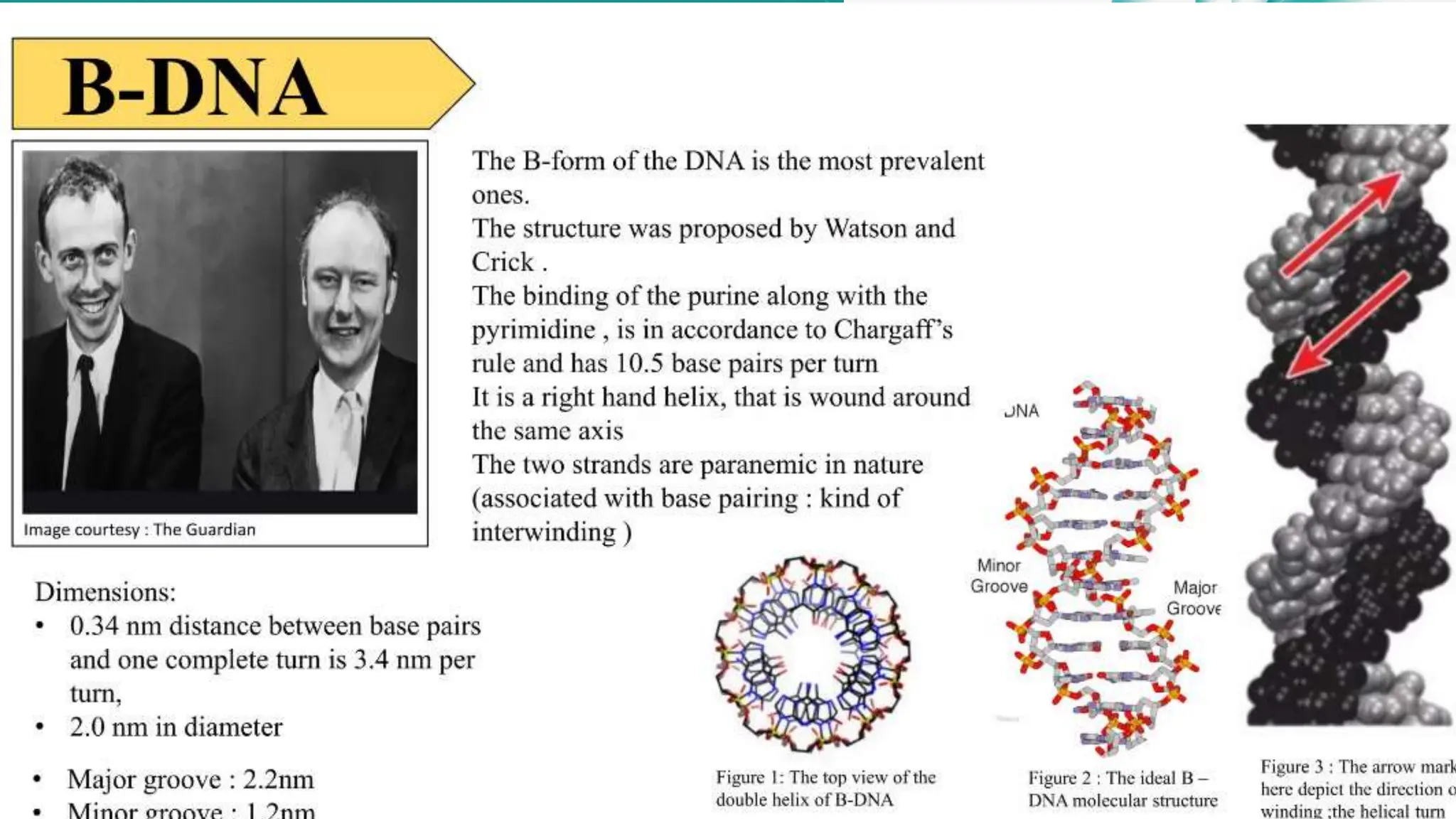 ALTERNATIVE-FORMS-OF-DNA.pptx