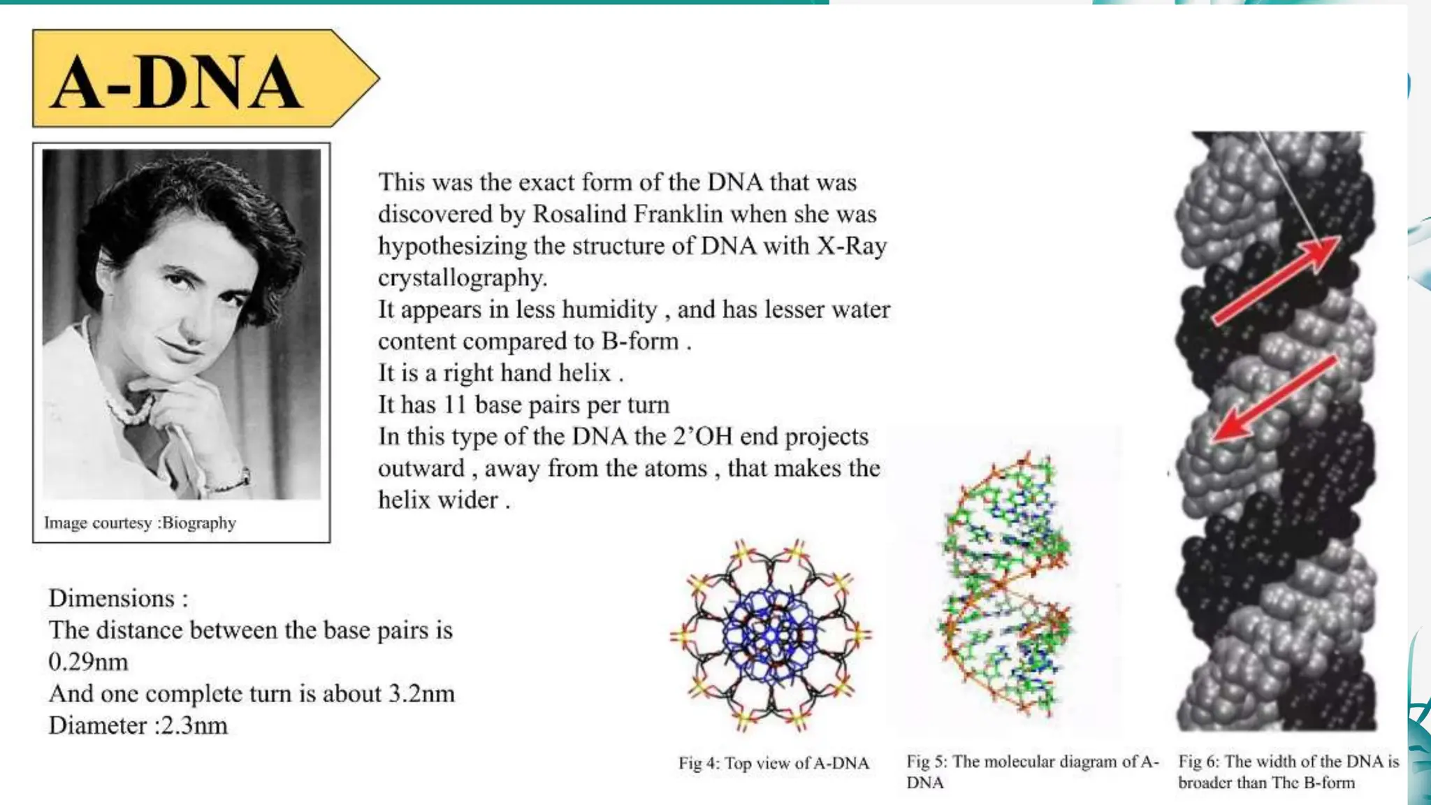 ALTERNATIVE-FORMS-OF-DNA.pptx