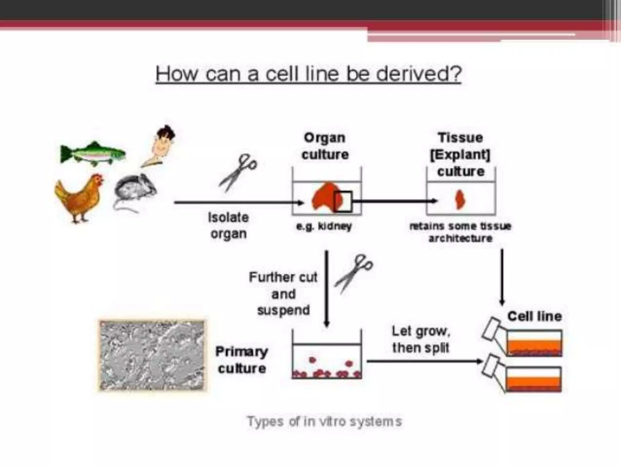 Alternative animal experimentation technique | PPTX