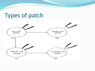 Alternative animal experimentation technique | PPTX | Chemistry | Science