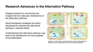 Alternative Pathway Of Immune Responsese | PPTX