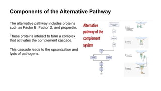 Alternative Pathway Of Immune Responsese | PPT
