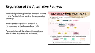 Alternative Pathway Of Immune Responsese | PPT