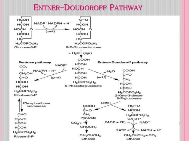 Alternative pathways. | PPTX