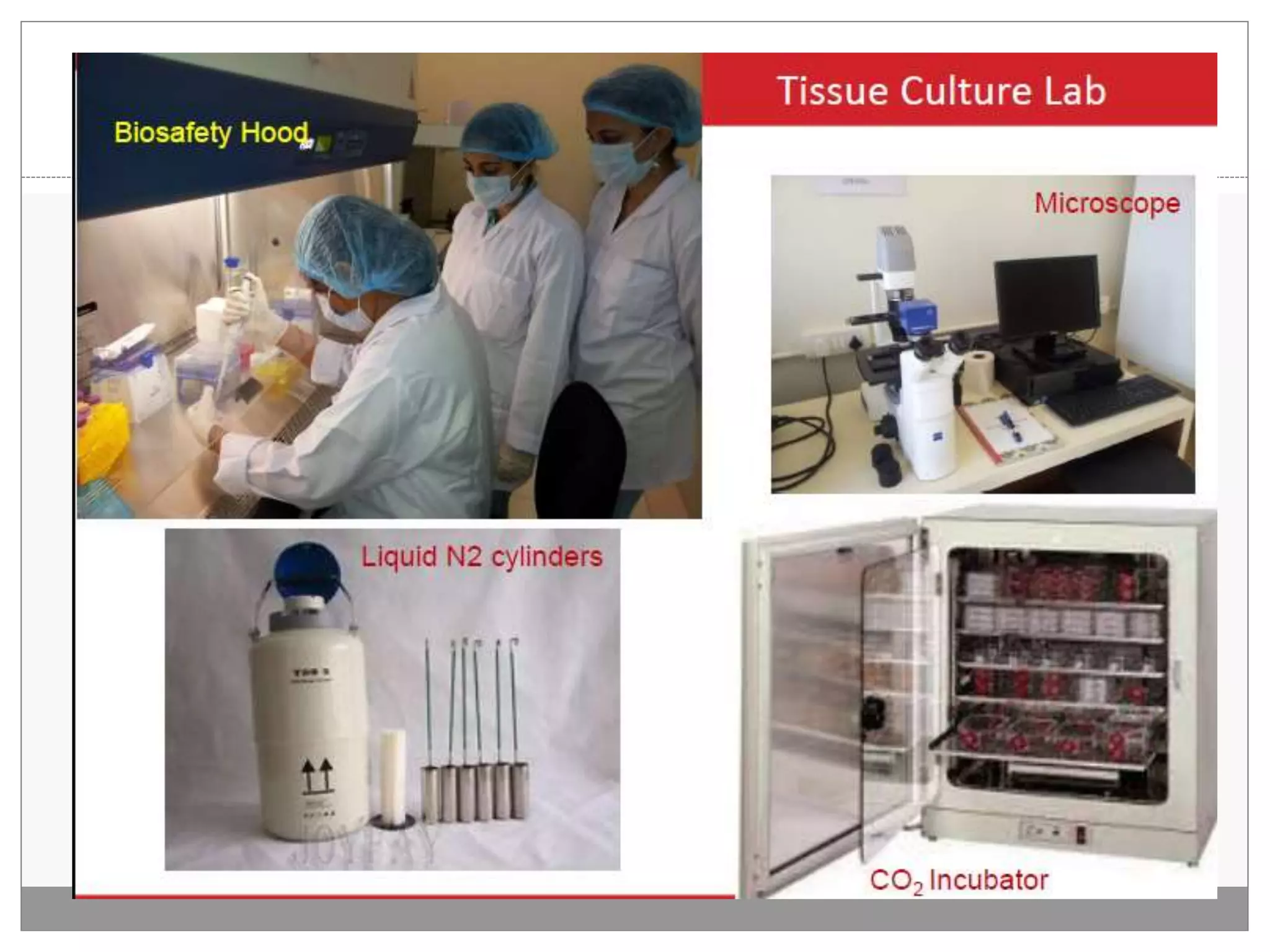 Alternatives to animal experiments | PPTX