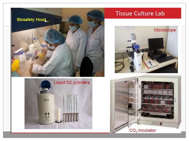 Alternatives to animal experiments | PPTX | Medical Tests | Medical Health