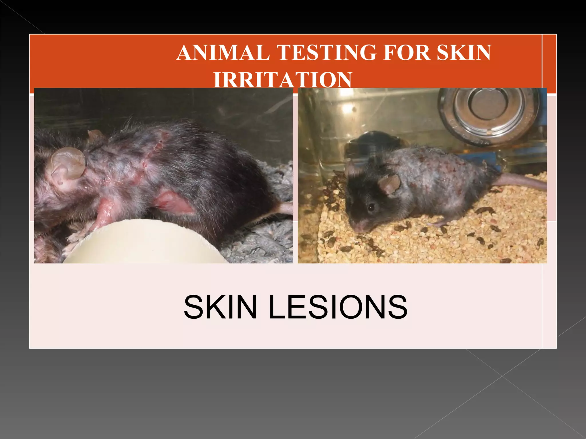 Alternatives To Animal Testing | PPT