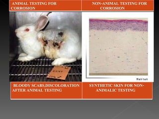 Alternatives To Animal Testing | PPT