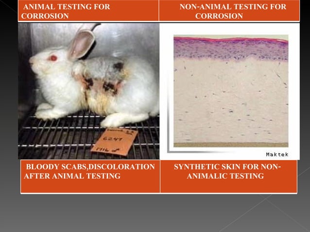 Alternatives To Animal Testing | PPT | Skin and Dermatology | Diseases ...