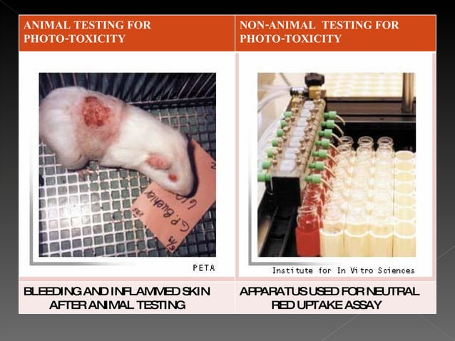 Alternatives To Animal Testing | PPT | Skin and Dermatology | Diseases ...