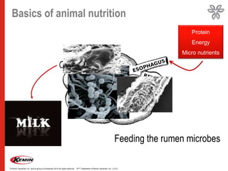Balancing amino acids in dairy rations | PPT