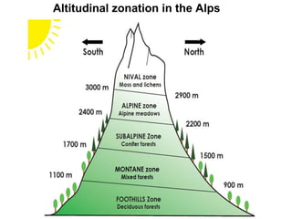 Altitudinal zonation in the Alps.pptx