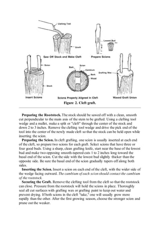 Altoire grafting | DOCX