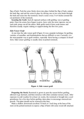Altoire grafting | DOCX