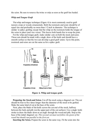 Altoire grafting | DOCX