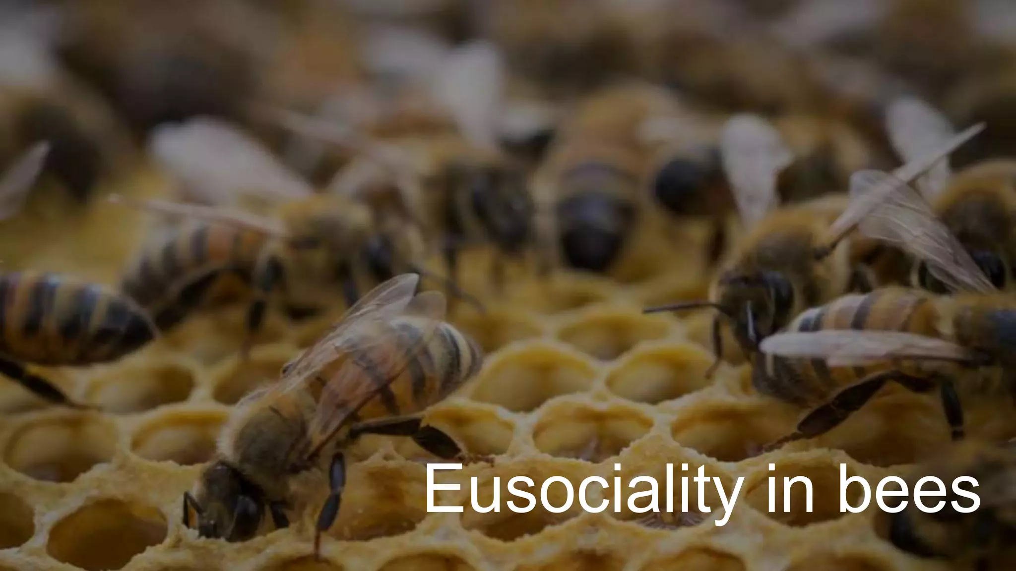 Altruism: Can animals be truly selfless? | PPTX