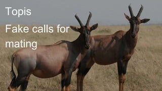 Altruism: Can animals be truly selfless? | PPTX