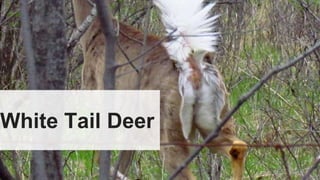 Altruism: Can animals be truly selfless? | PPTX