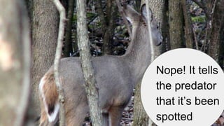 Altruism: Can animals be truly selfless? | PPTX