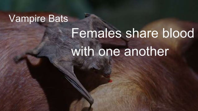 Altruism: Can animals be truly selfless? | PPTX