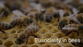 Altruism: Can animals be truly selfless? | PPTX