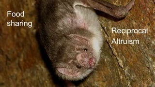 Altruism: Can animals be truly selfless? | PPTX