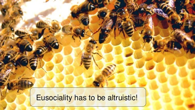 Altruism: Can animals be truly selfless?