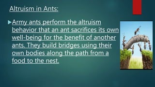 Altruism | PPTX