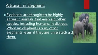 Altruism | PPTX