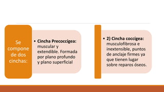 Anatomía Aparato Genital Femenino Ginecología | PPTX