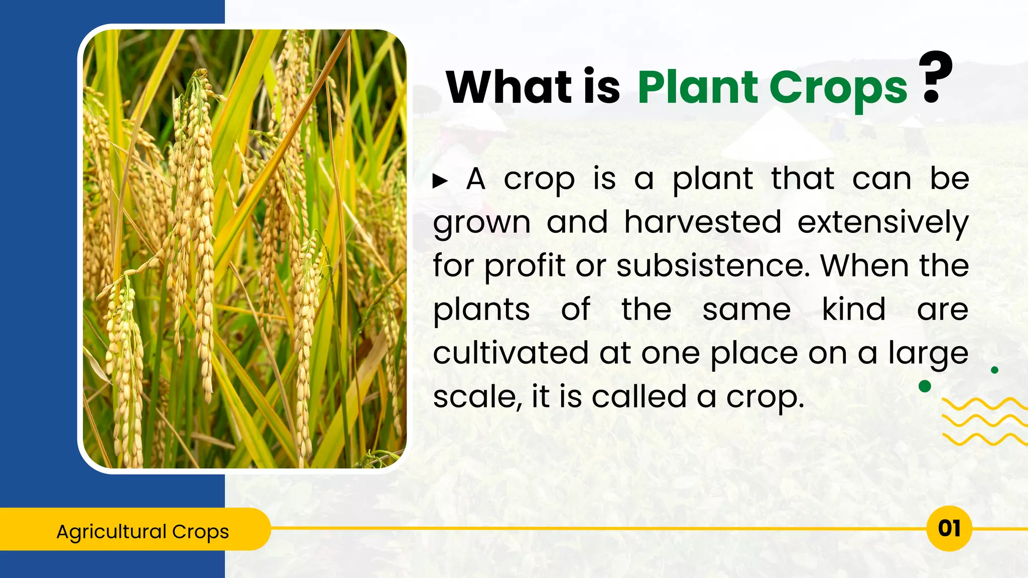 ALVAREZ, RUBY ANN J_PLANT CROPS.pdf