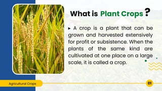 ALVAREZ, RUBY ANN J_PLANT CROPS.pdf