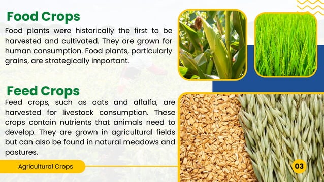 ALVAREZ, RUBY ANN J_PLANT CROPS.pdf