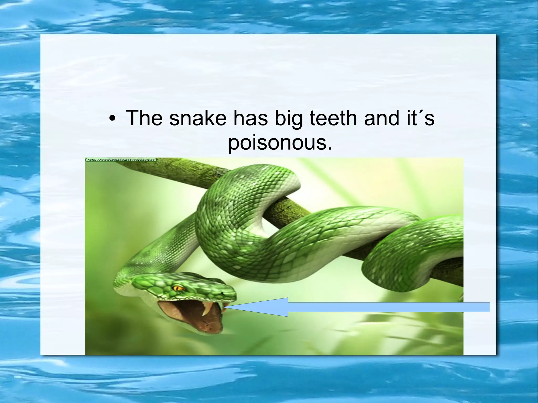 The snake | PPT