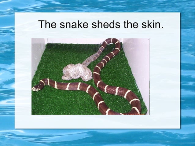 The snake | PPT