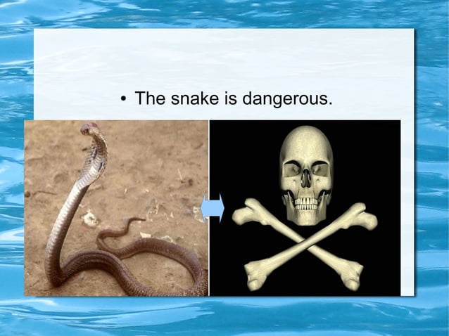 The snake | PPT