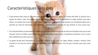 Els gats | PPTX