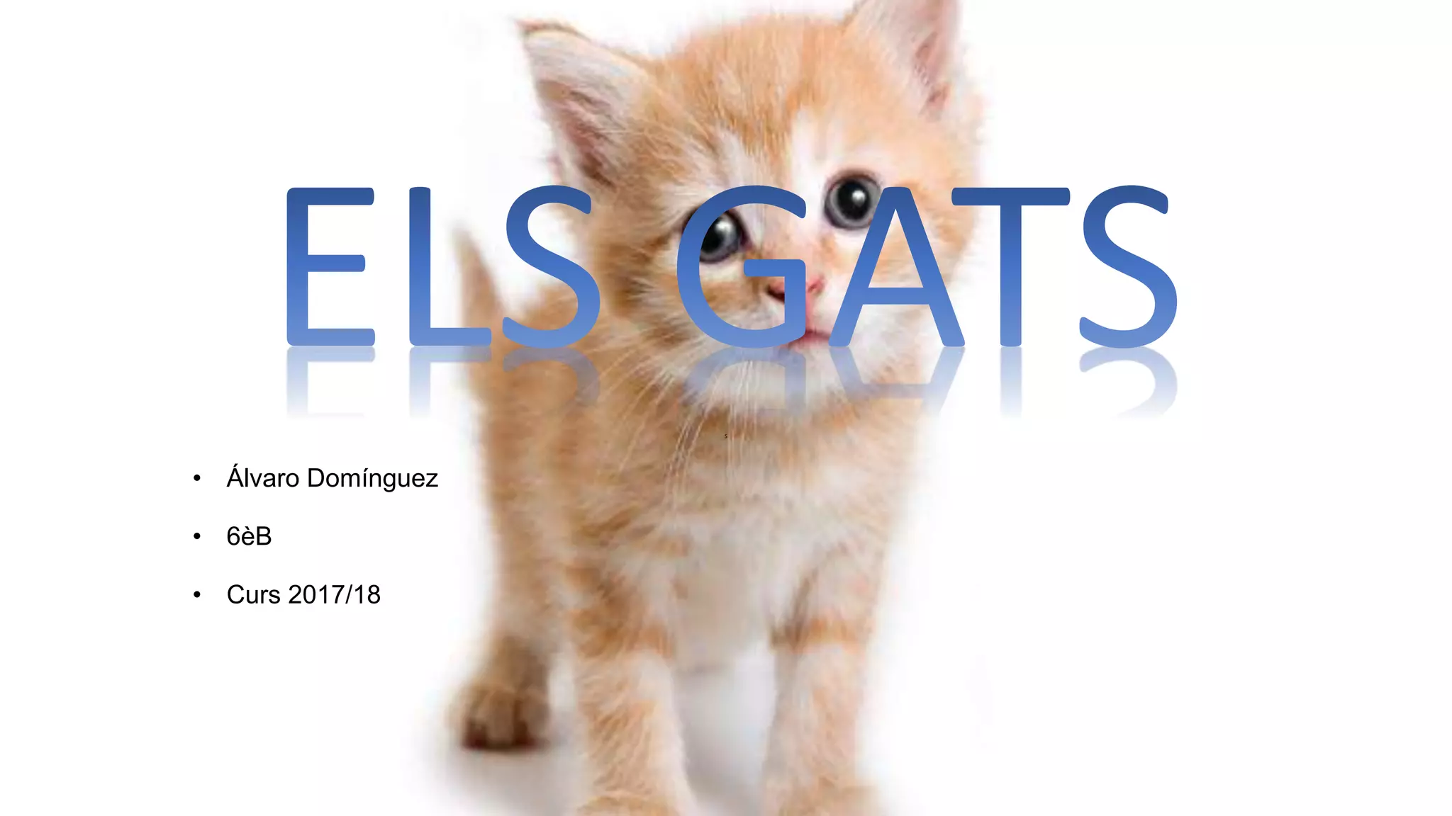 Els Gats | PPTX