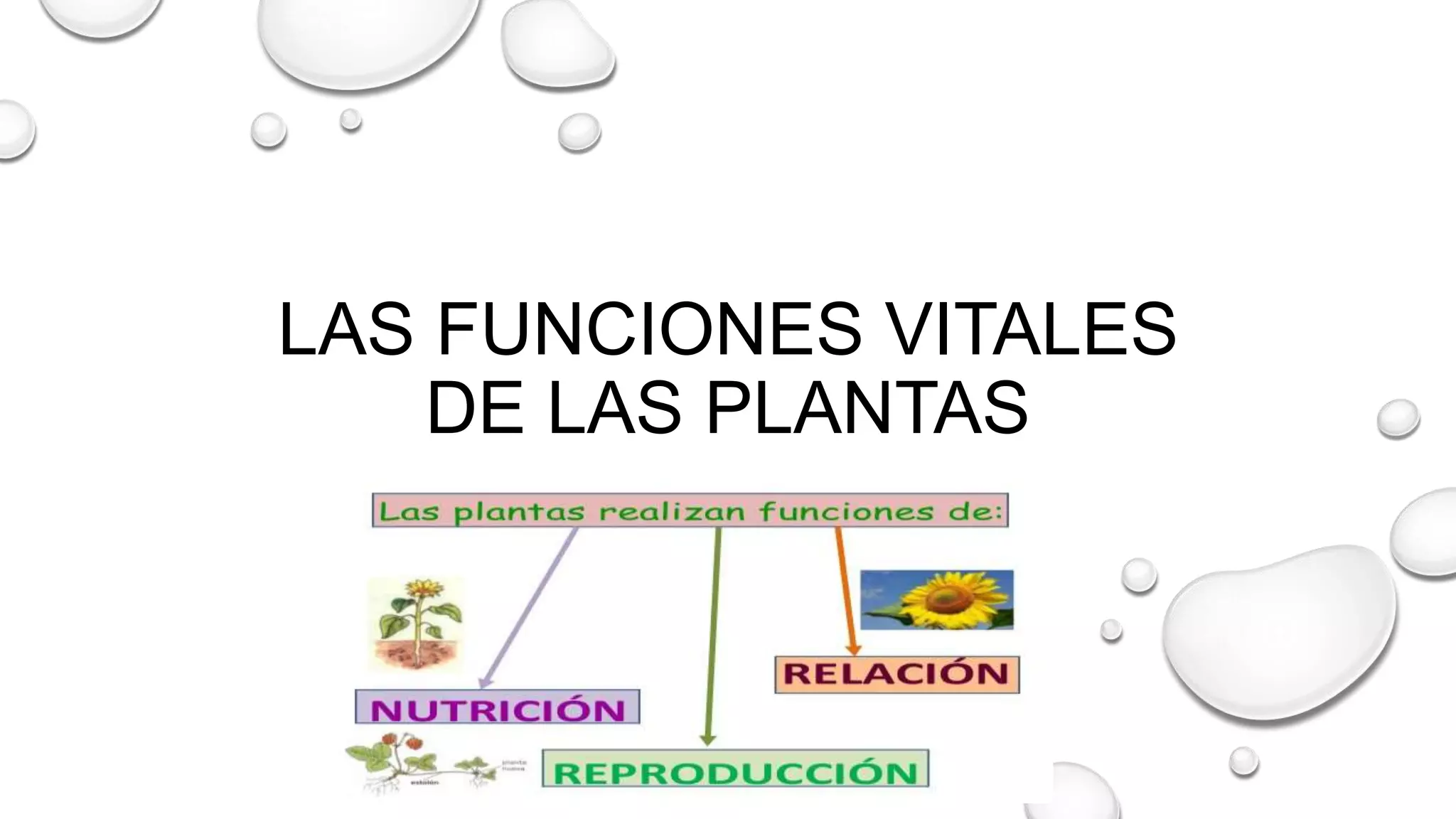 LAS FUNCIONES VITALES DE LAS PLANTAS. | PPT