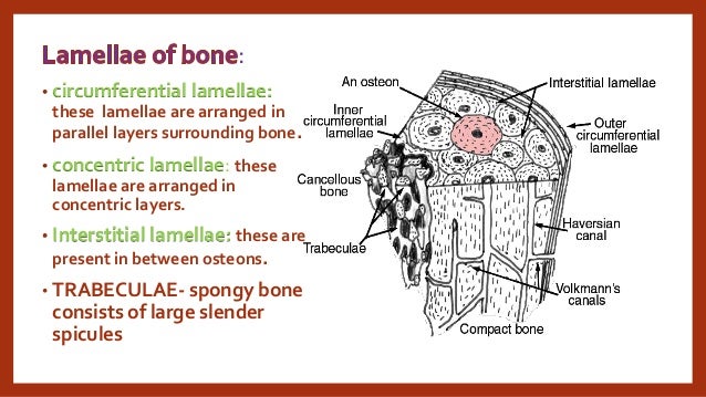 Interstitial Lamellae And Circumferential Lamellae Bones, Joints,