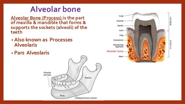AlVEOLAR BONE dr naveen reddy