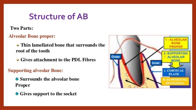 AlVEOLAR BONE dr naveen reddy