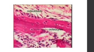 Oral Histology - Alvelor bone | PPTX