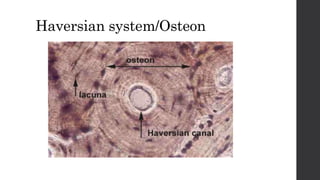 Oral Histology - Alvelor bone | PPTX