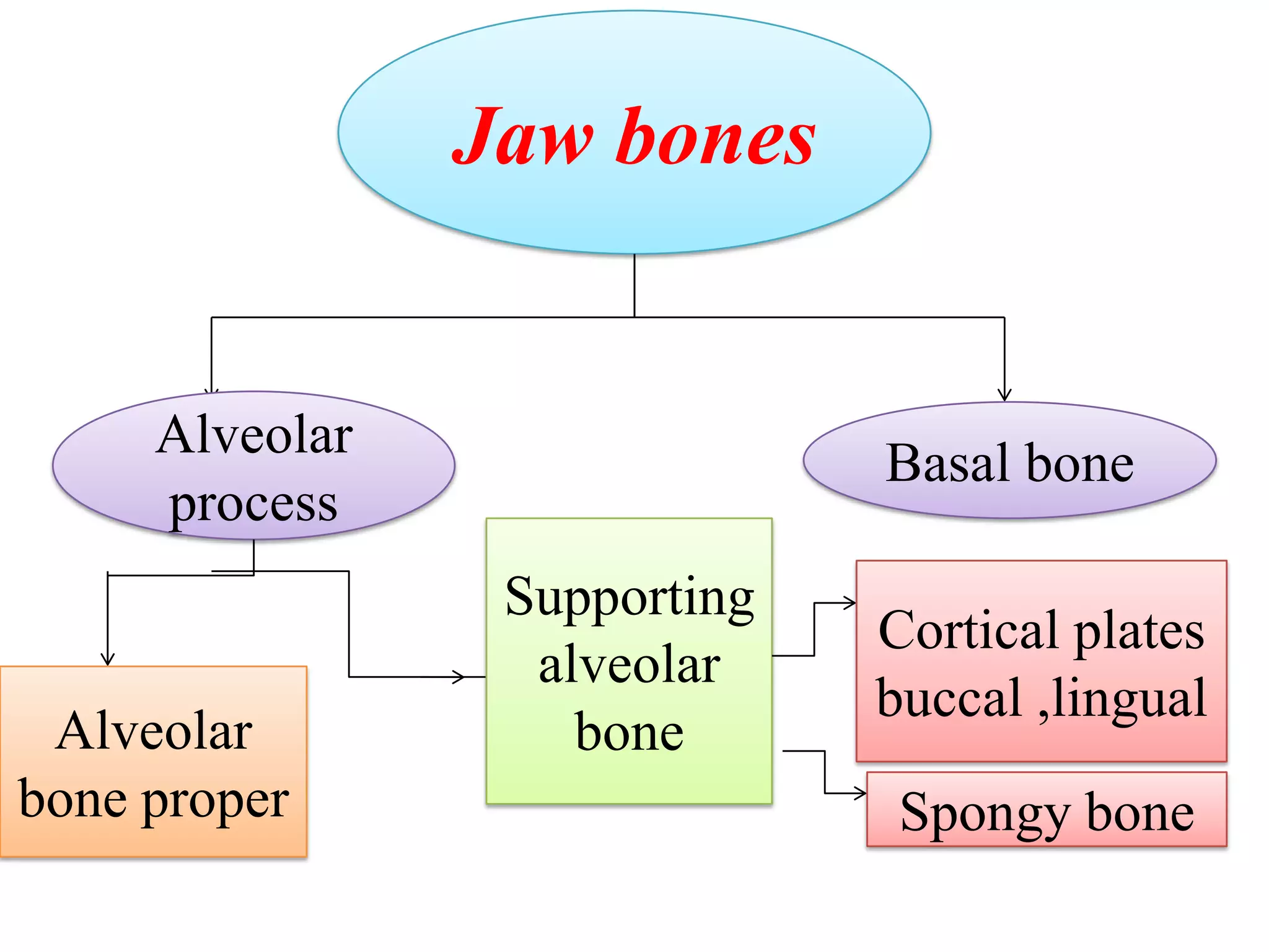 Alveolar | PPTX