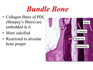 Alveolar | PPTX